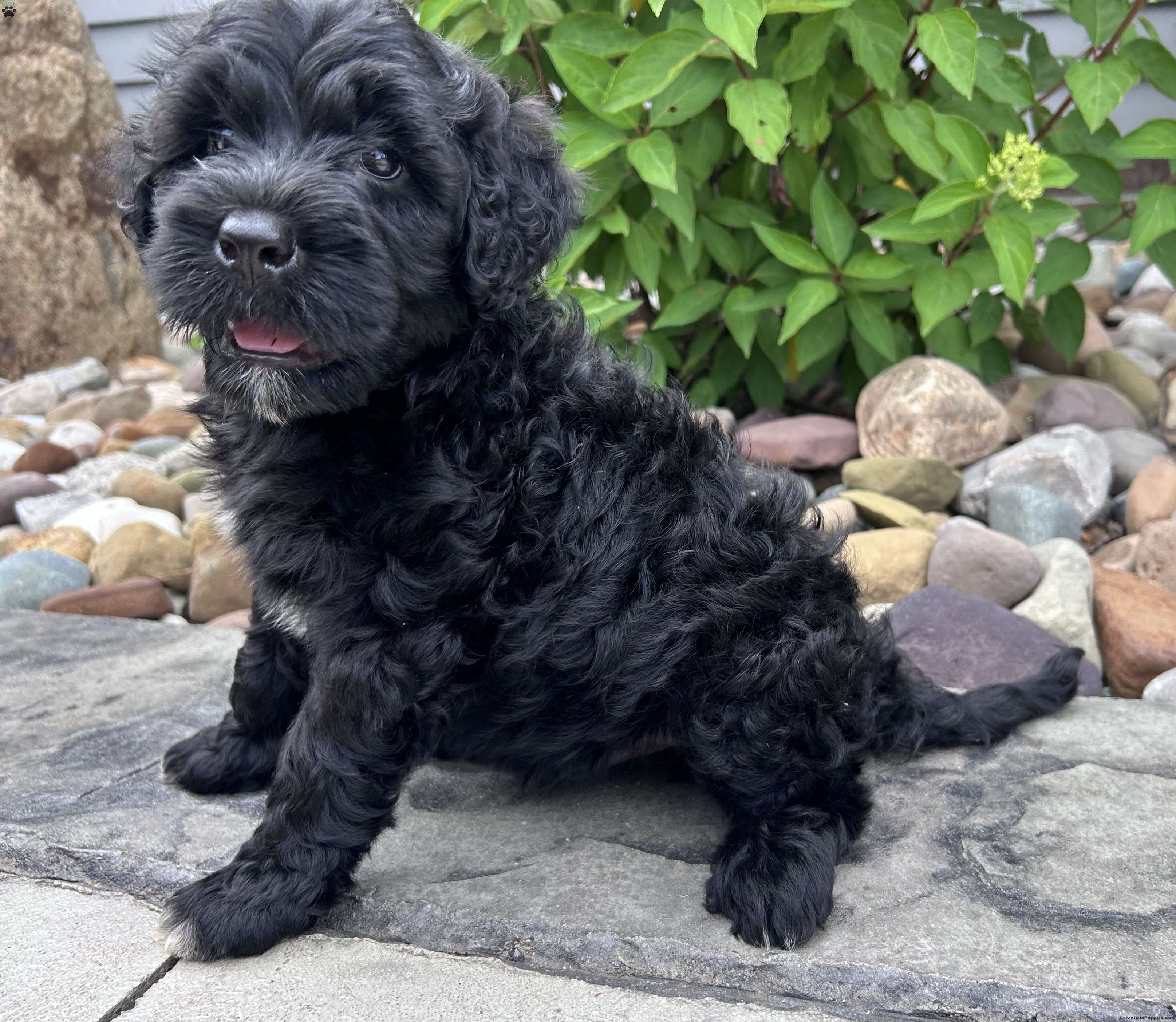 Bash - Portuguese Water Dog Puppy For Sale in Ohio