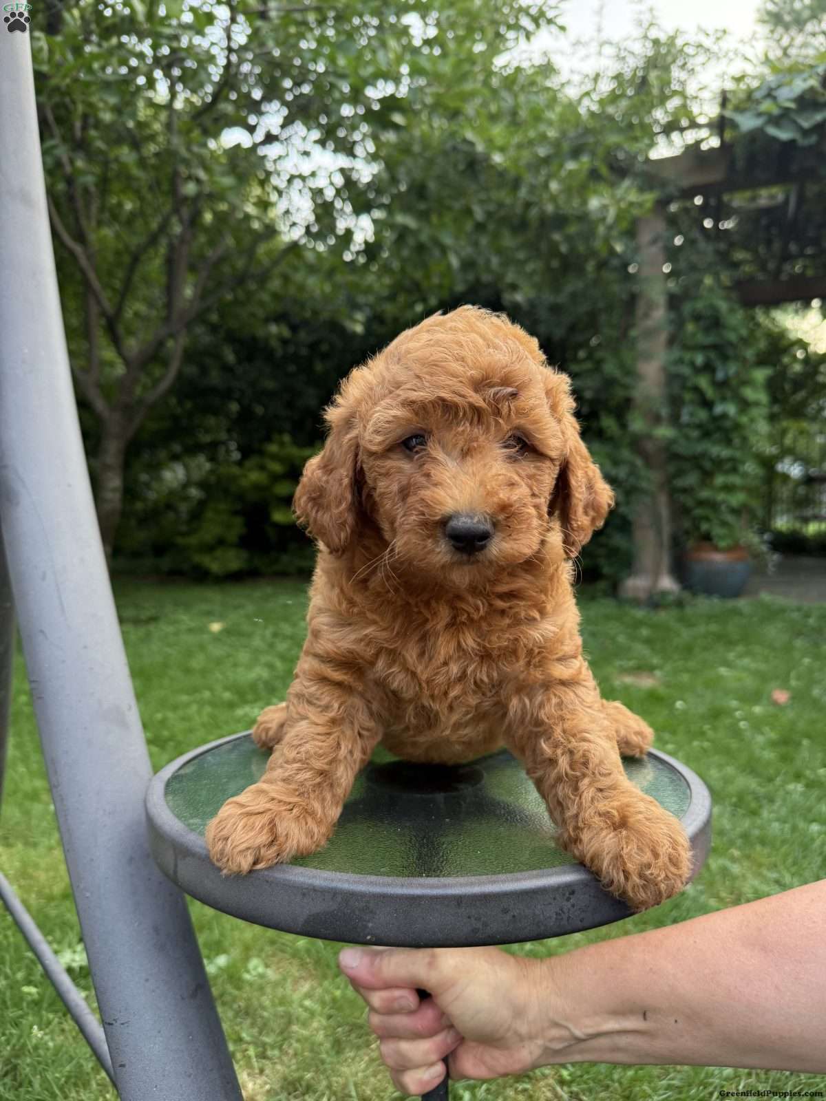 Daisy - Mini Goldendoodle Puppy For Sale in Pennsylvania