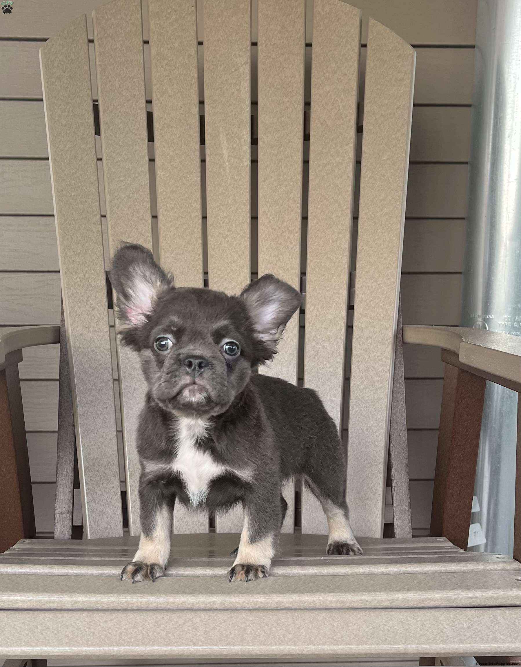 Shay - French Bulldog Puppy For Sale in Ohio