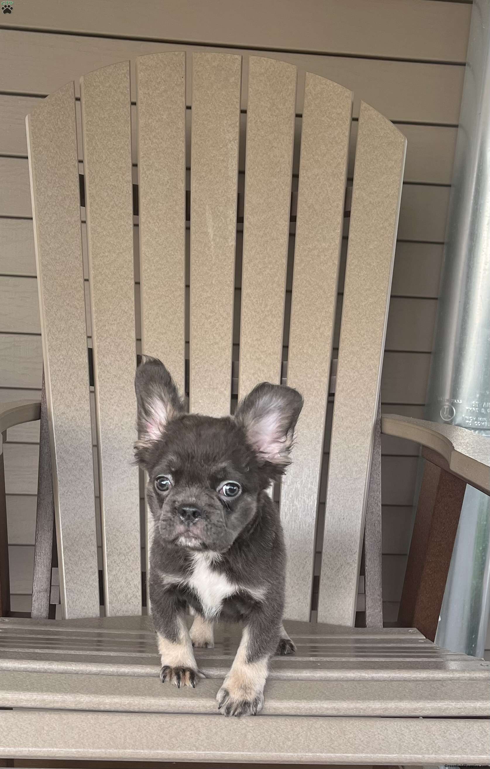 Shay - French Bulldog Puppy For Sale in Ohio
