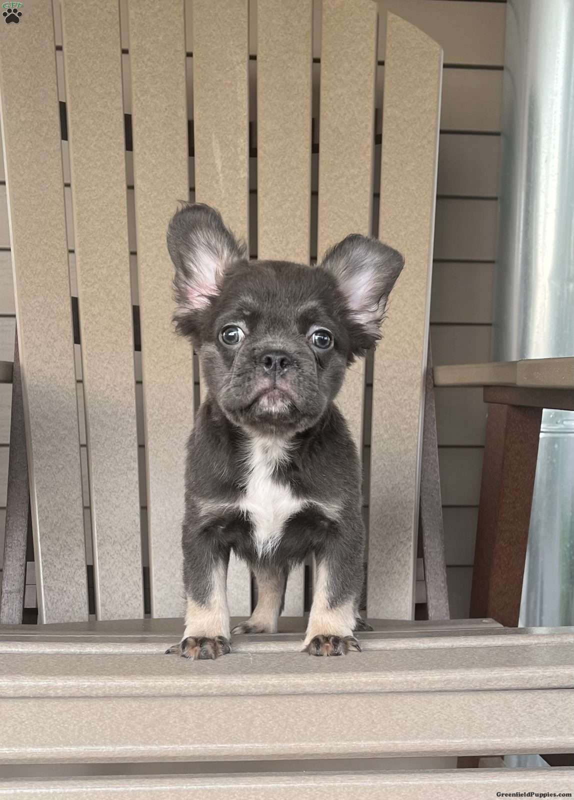 Shay - French Bulldog Puppy For Sale in Ohio