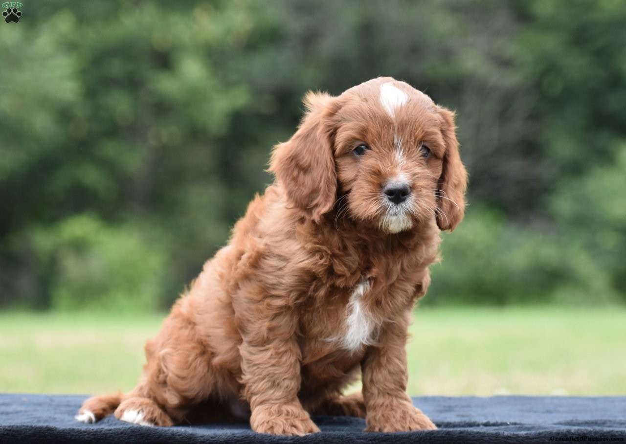 Jackson - Cavapoo Puppy For Sale in Pennsylvania