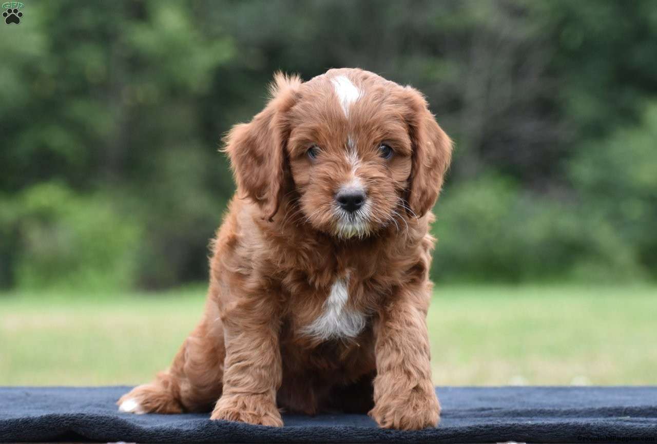 Jackson - Cavapoo Puppy For Sale in Pennsylvania