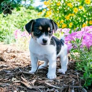 Jack-A-Ranian Puppies For Sale - Greenfield Puppies