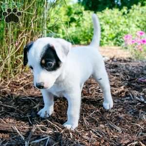Jack-A-Ranian Puppies For Sale - Greenfield Puppies