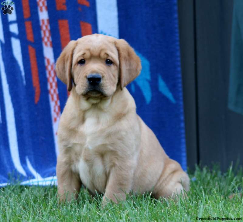Justin - Yellow Labrador Retriever Puppy For Sale in Pennsylvania