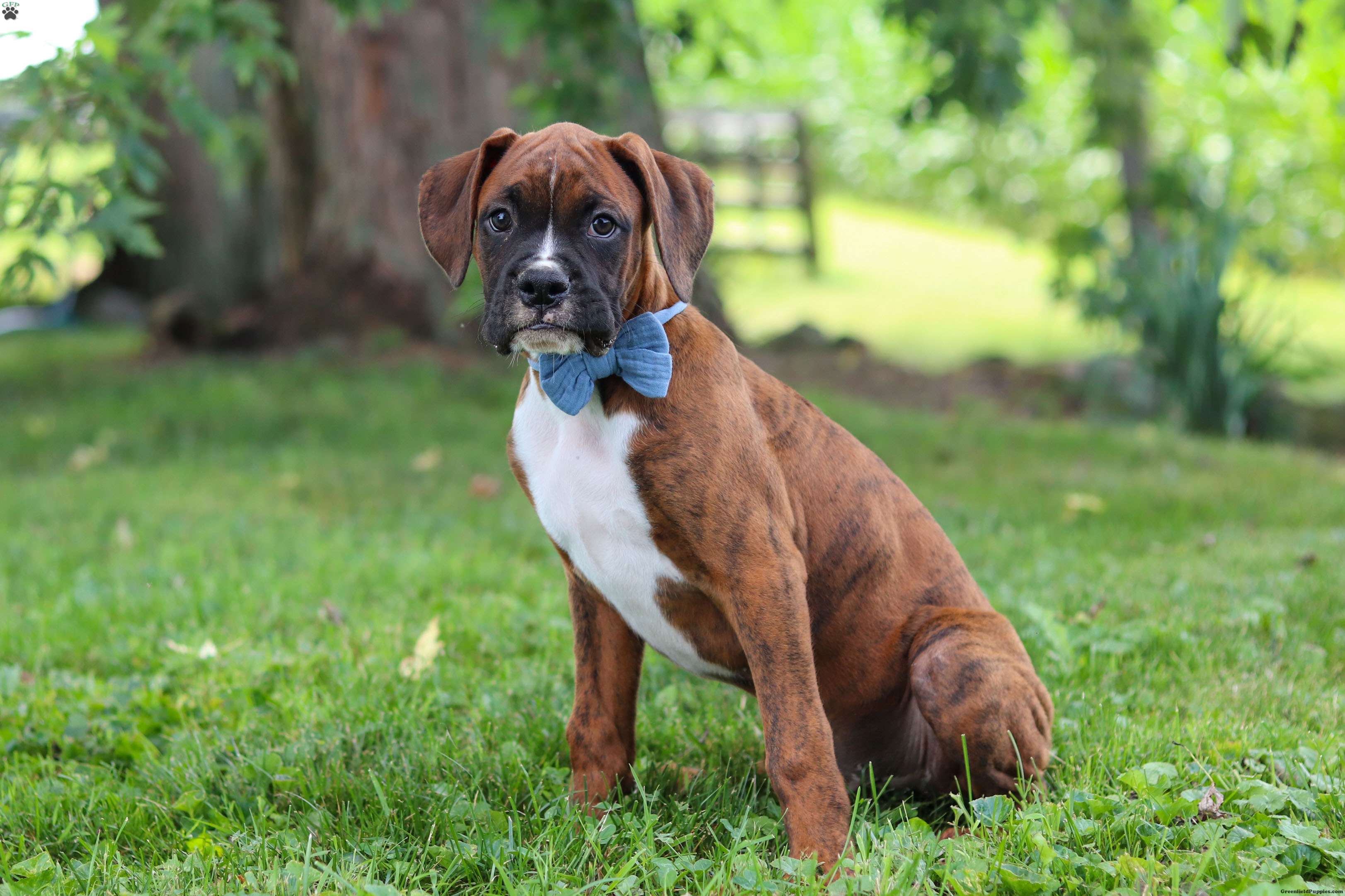 Marshall - Boxer Puppy For Sale in Ohio