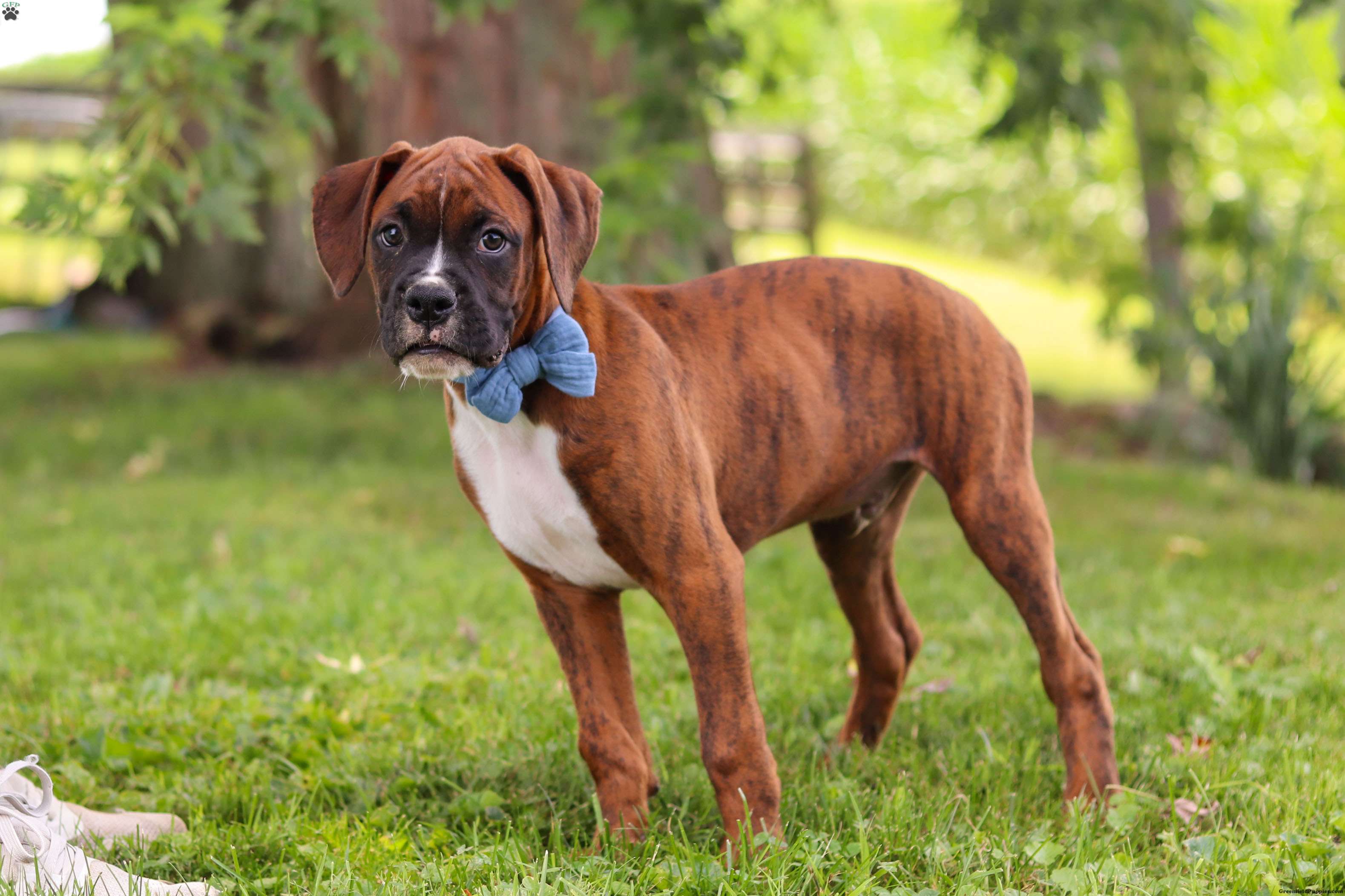 Marshall - Boxer Puppy For Sale in Ohio