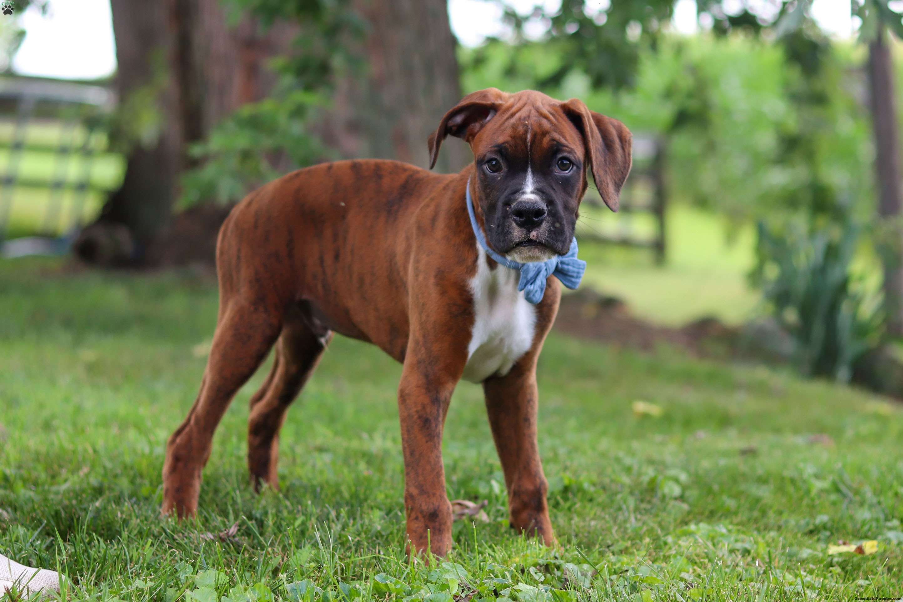 Marshall - Boxer Puppy For Sale in Ohio