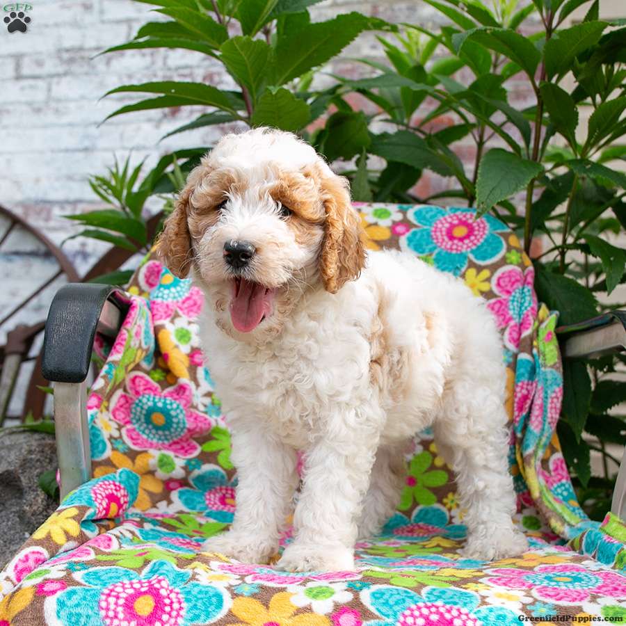 Rhea - Mini Goldendoodle Puppy For Sale in New York