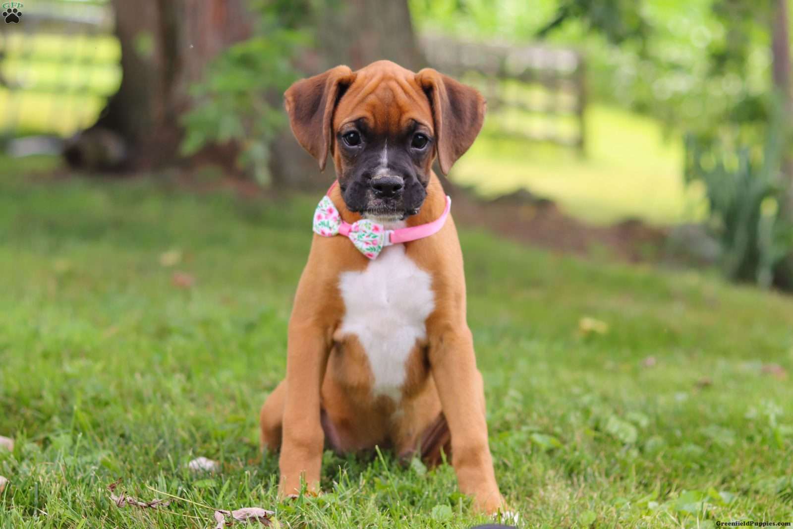 Olive - Boxer Puppy For Sale in Ohio