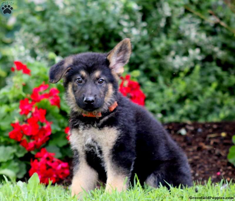 Oscar - German Shepherd Puppy For Sale in Pennsylvania