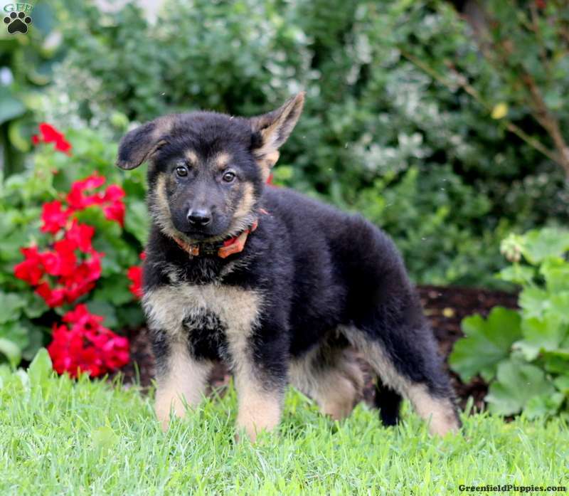 Oscar - German Shepherd Puppy For Sale in Pennsylvania