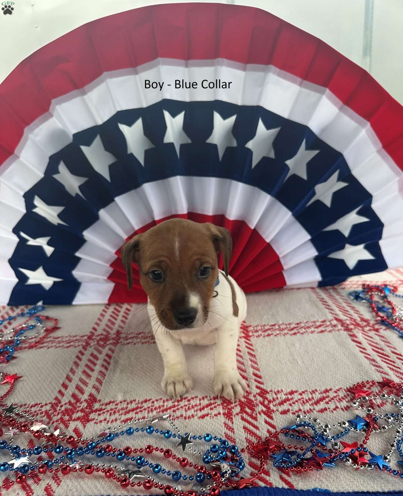 Blue - Jack Russell Terrier Puppy For Sale in New York
