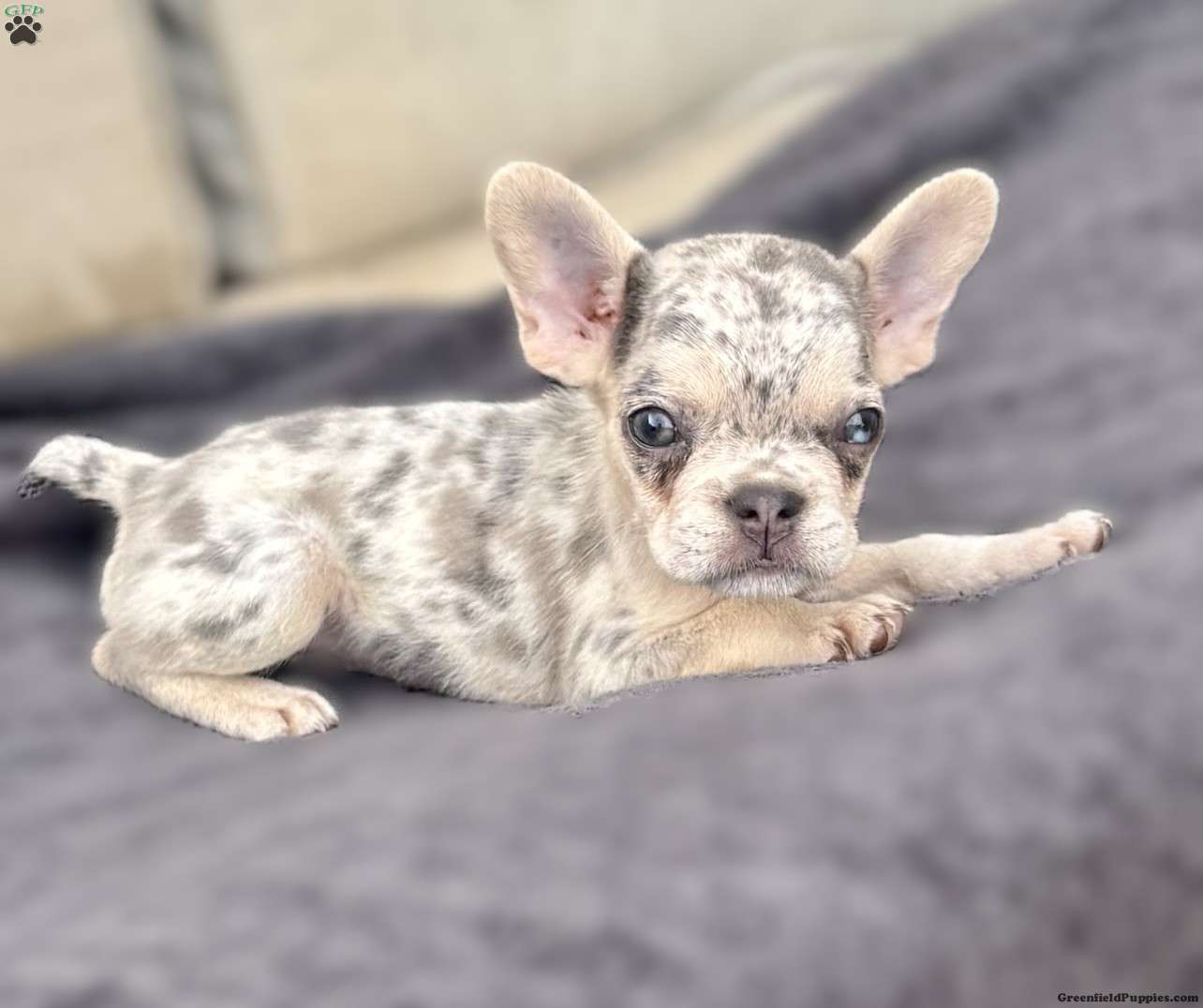 Mocha - French Bulldog Puppy For Sale in Virginia