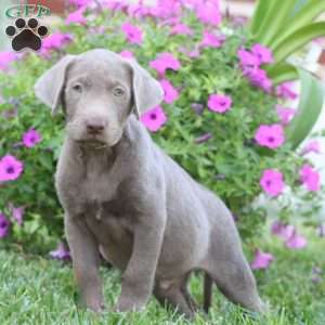 Silver Labrador Retriever Puppies For Sale - Greenfield Puppies