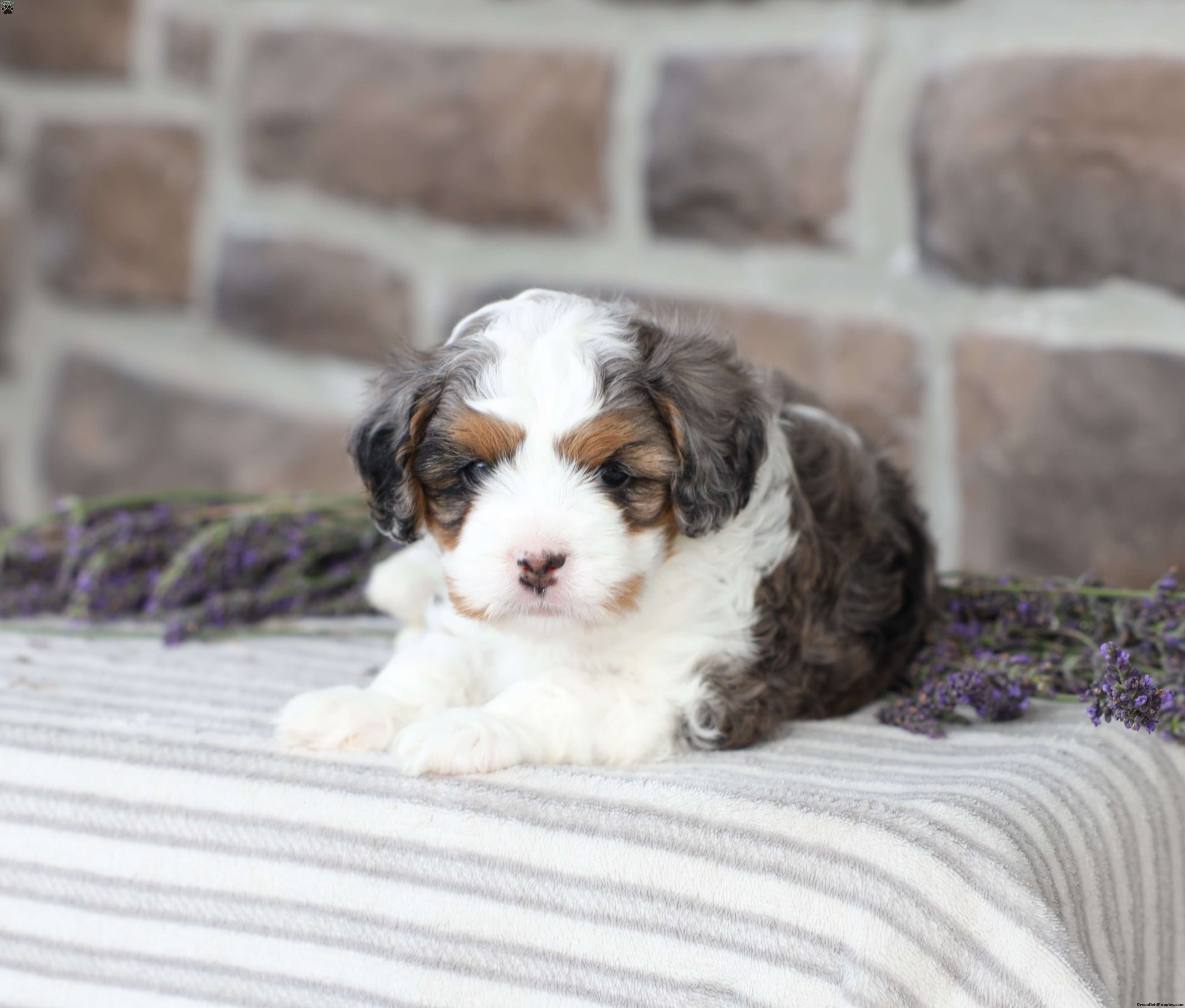 Riley - Cavapoo Puppy For Sale in Pennsylvania