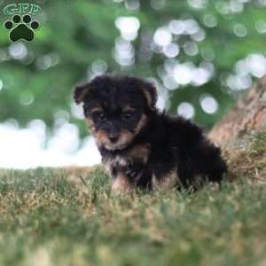 Yorkie Poo Puppies For Sale - Greenfield Puppies