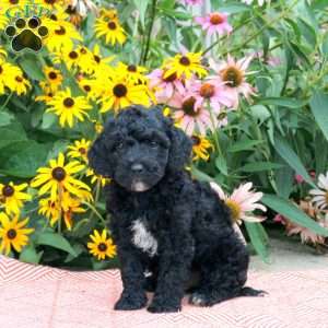 Cockapoo Puppies for Sale - Greenfield Puppies