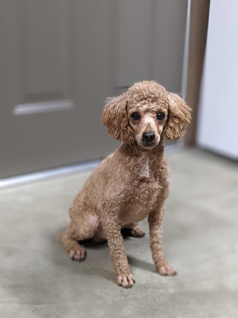 Hazel - Mini Goldendoodle Puppy For Sale in Ohio