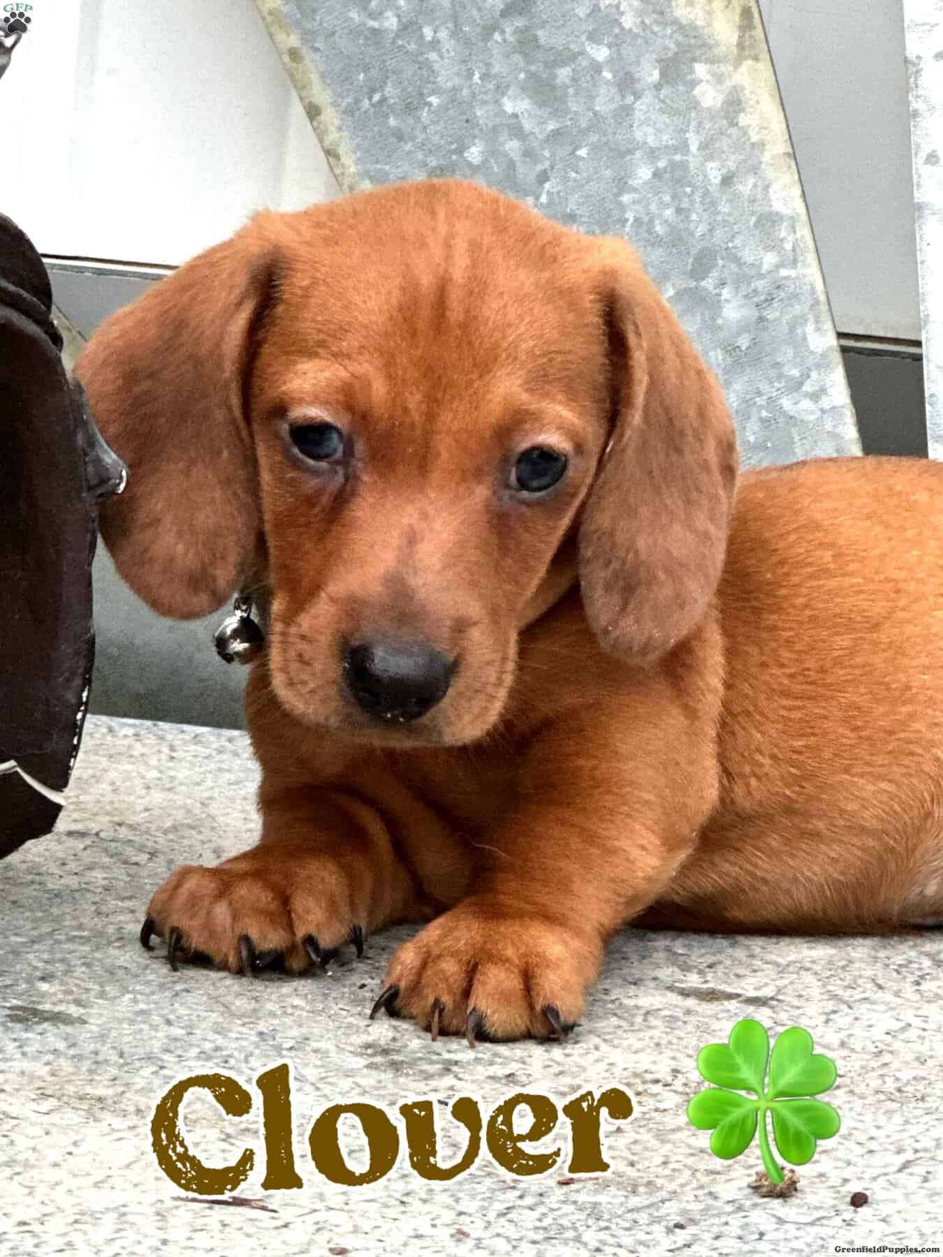 Clover - Dachshund Puppy For Sale in Ohio