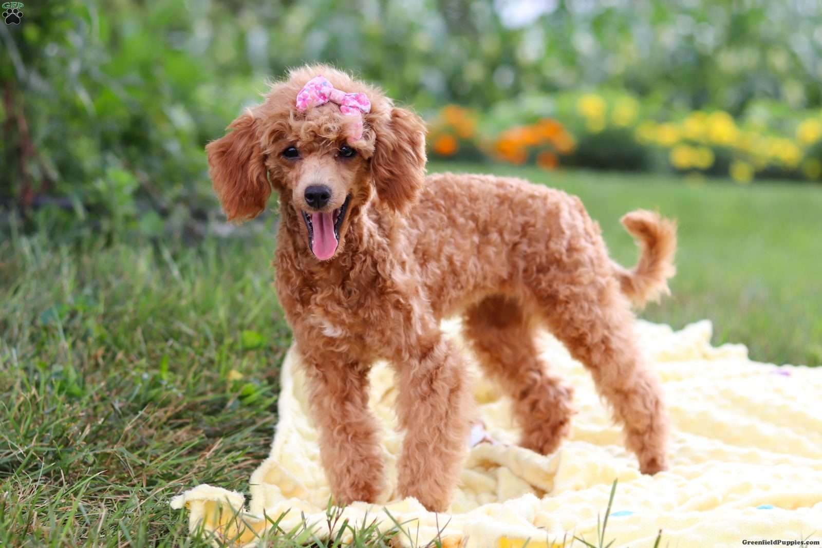 Leah - Miniature Poodle Puppy For Sale in Ohio