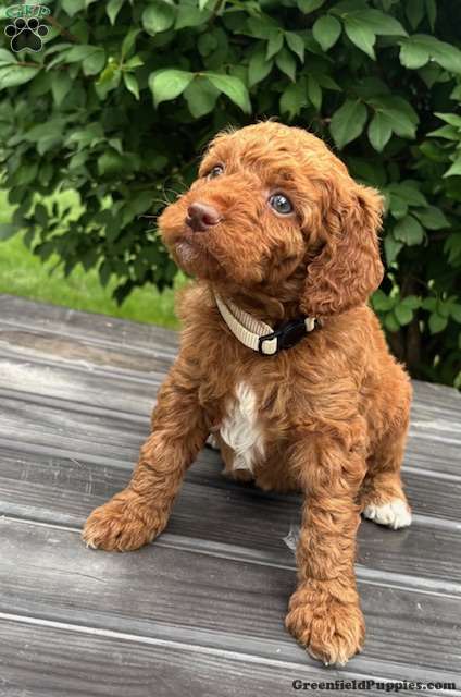Misss White - Mini Goldendoodle Puppy For Sale in Pennsylvania