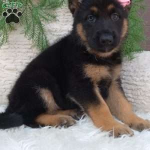 Matt Shetler - Greenfield Puppies