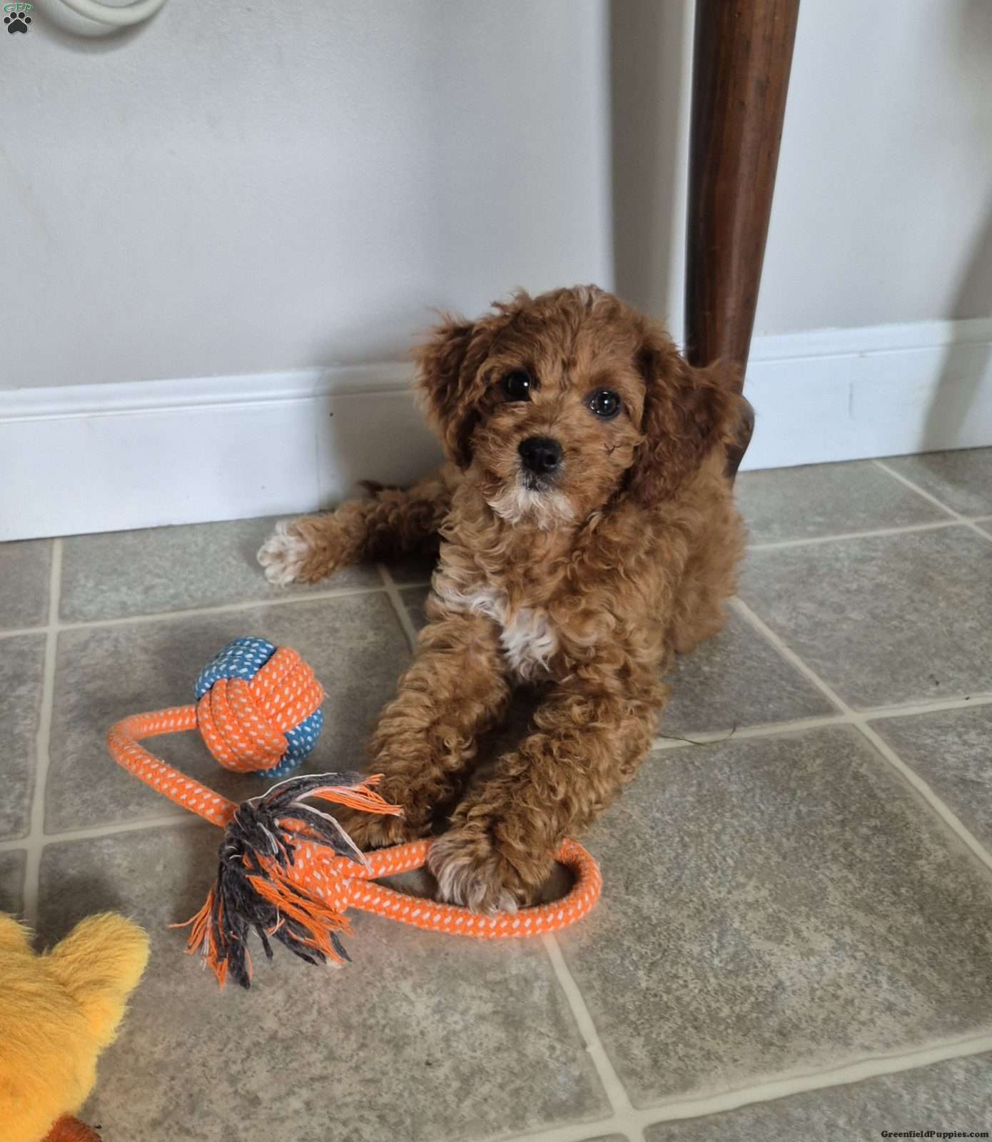Willow - Cockapoo Puppy For Sale in Pennsylvania