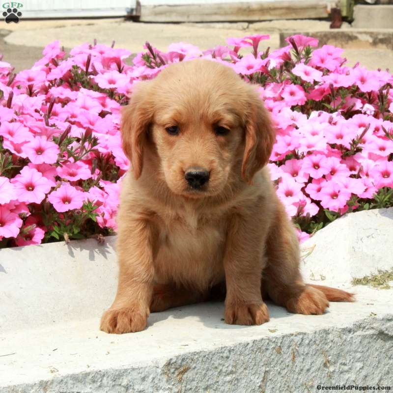 Daisy - Goldendoodle Puppy For Sale in Pennsylvania