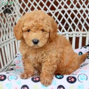 New Arrivals | See New Puppies | Greenfield Puppies