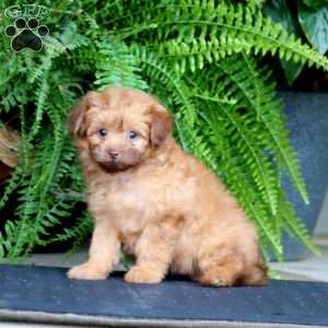 Pomapoo Puppies For Sale | Greenfield Puppies