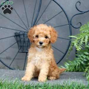 Cockapoo Puppies for Sale - Greenfield Puppies