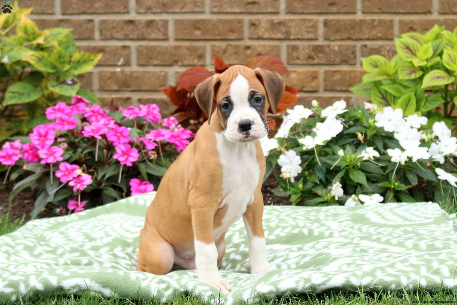 Gary - Boxer Puppy For Sale in Pennsylvania
