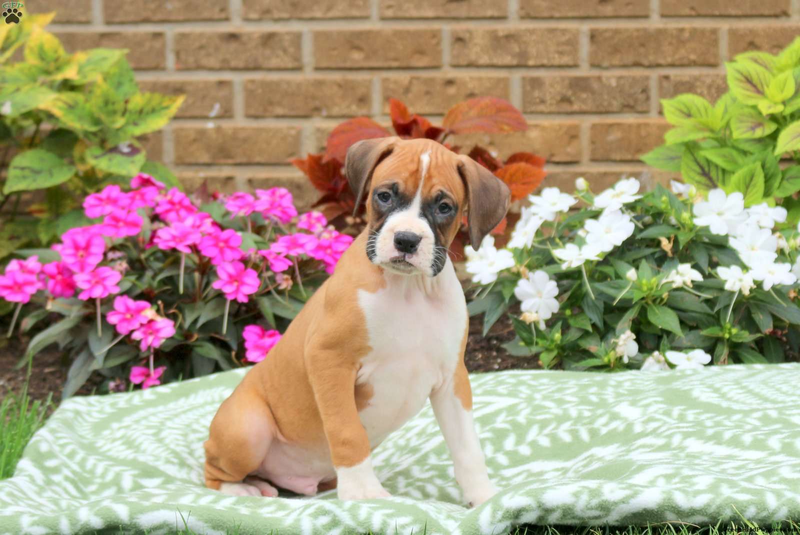 Georgie - Boxer Puppy For Sale in Pennsylvania