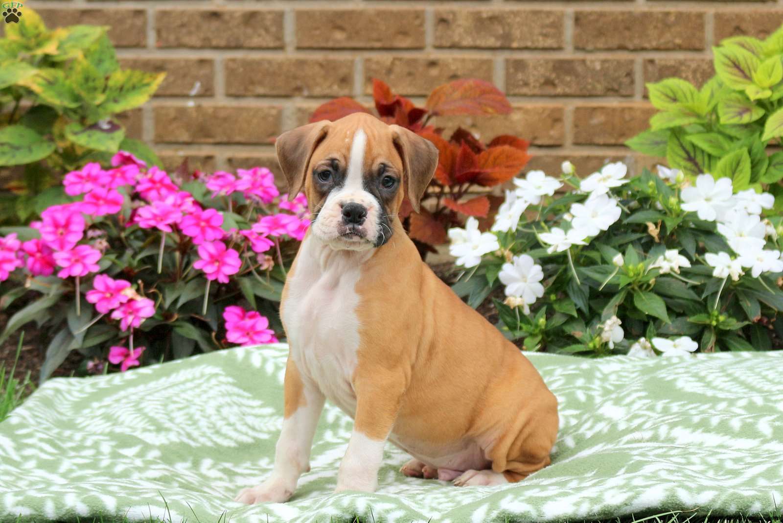 Gus - Boxer Puppy For Sale in Pennsylvania