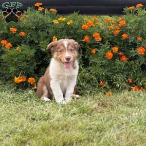Border Collie Puppies For Sale - Greenfield Puppies
