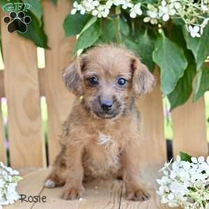 Jack-A-Poo Puppies For Sale - Greenfield Puppies