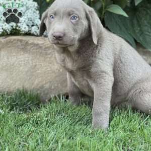 Silver Labrador Retriever Puppies For Sale - Greenfield Puppies