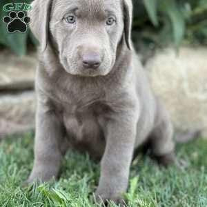 Silver Labrador Retriever Puppies For Sale - Greenfield Puppies