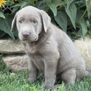 Silver Labrador Retriever Puppies For Sale - Greenfield Puppies