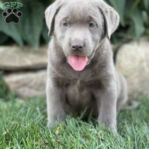 Silver Labrador Retriever Puppies For Sale - Greenfield Puppies