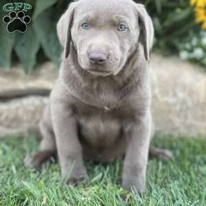 Silver Labrador Retriever Puppies For Sale - Greenfield Puppies