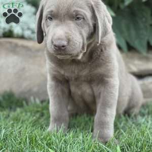 Silver Labrador Retriever Puppies For Sale - Greenfield Puppies