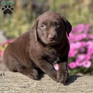 Chocolate Labrador Retriever Puppies for Sale - Greenfield Puppies