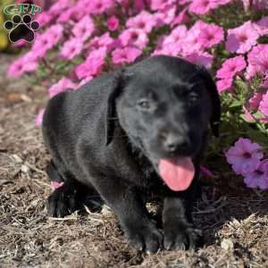 Black Labrador Retriever Puppies For Sale - Greenfield Puppies