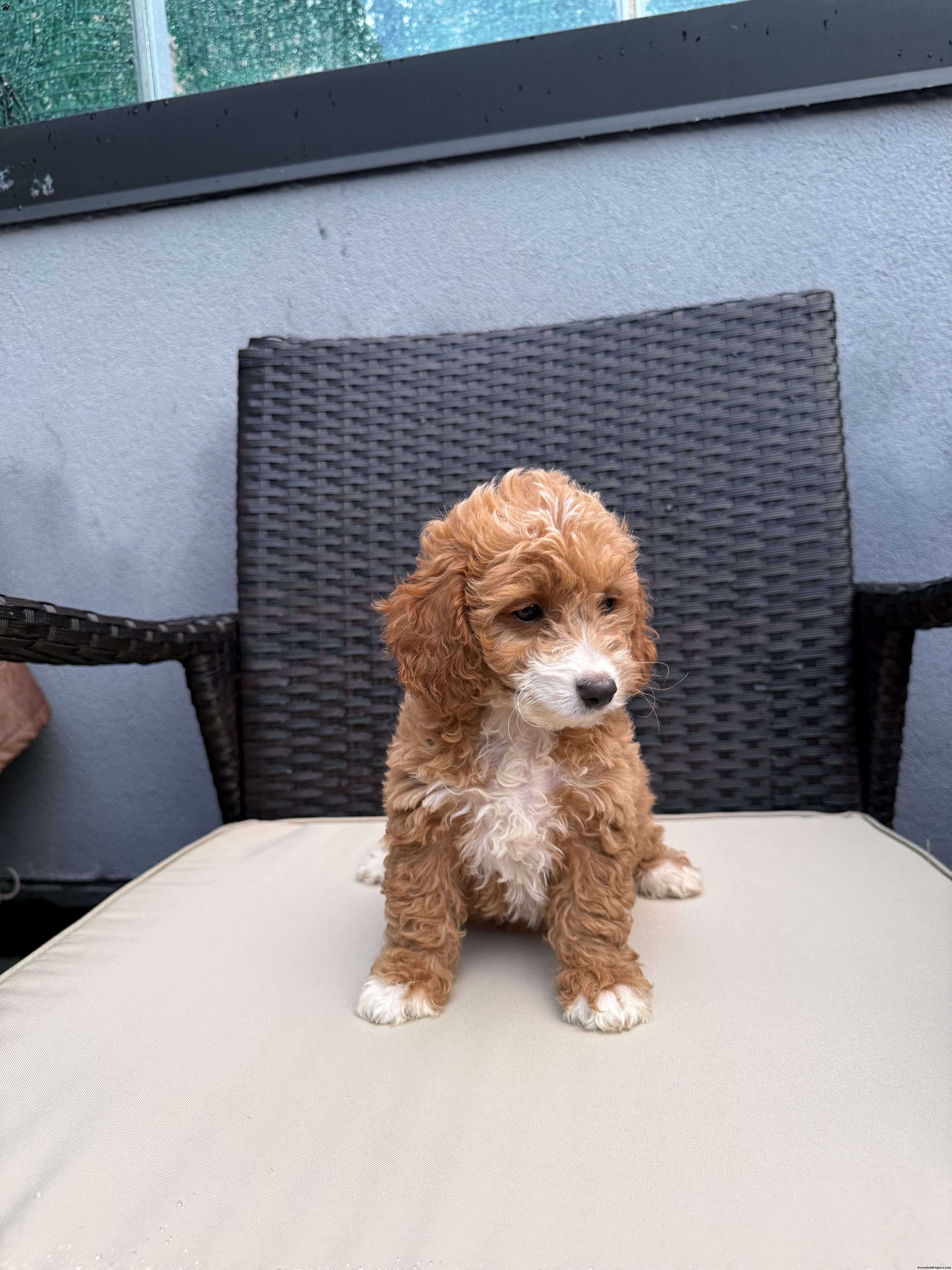 Tinker bell - Miniature Poodle Puppy For Sale in New York