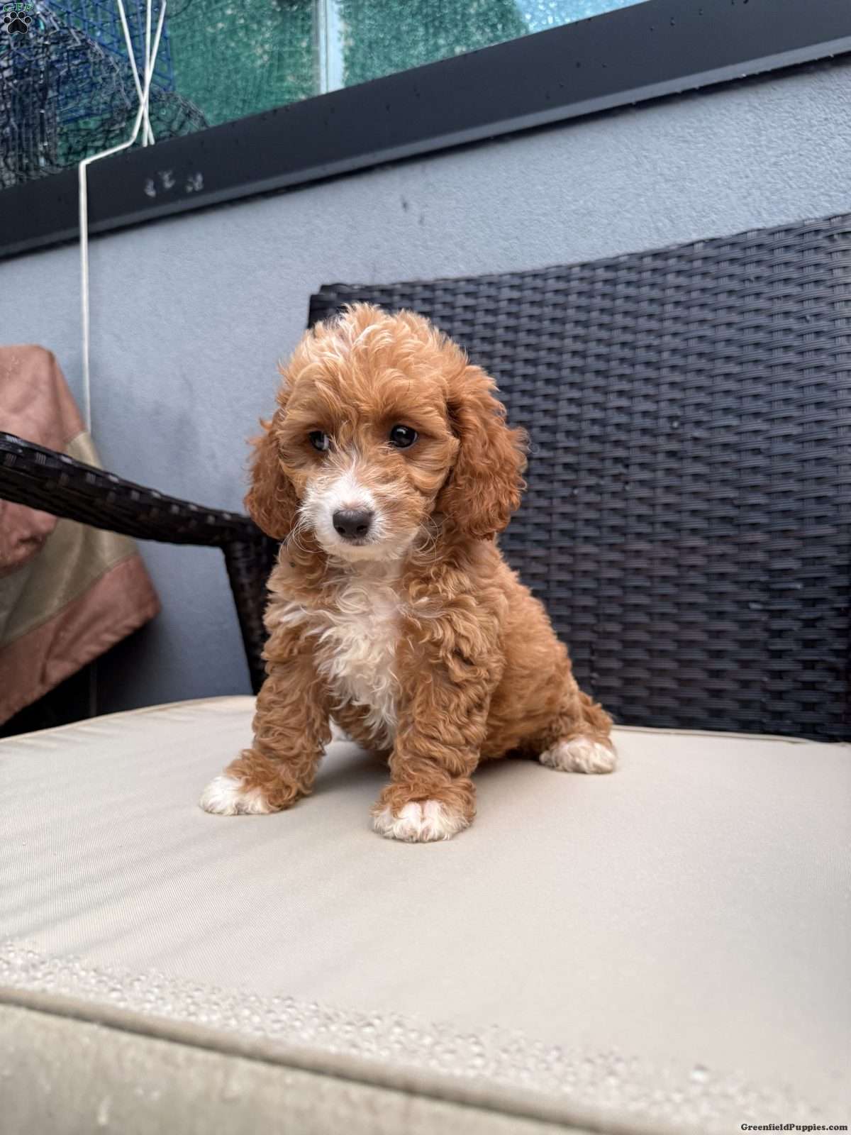 Tinker bell - Miniature Poodle Puppy For Sale in New York