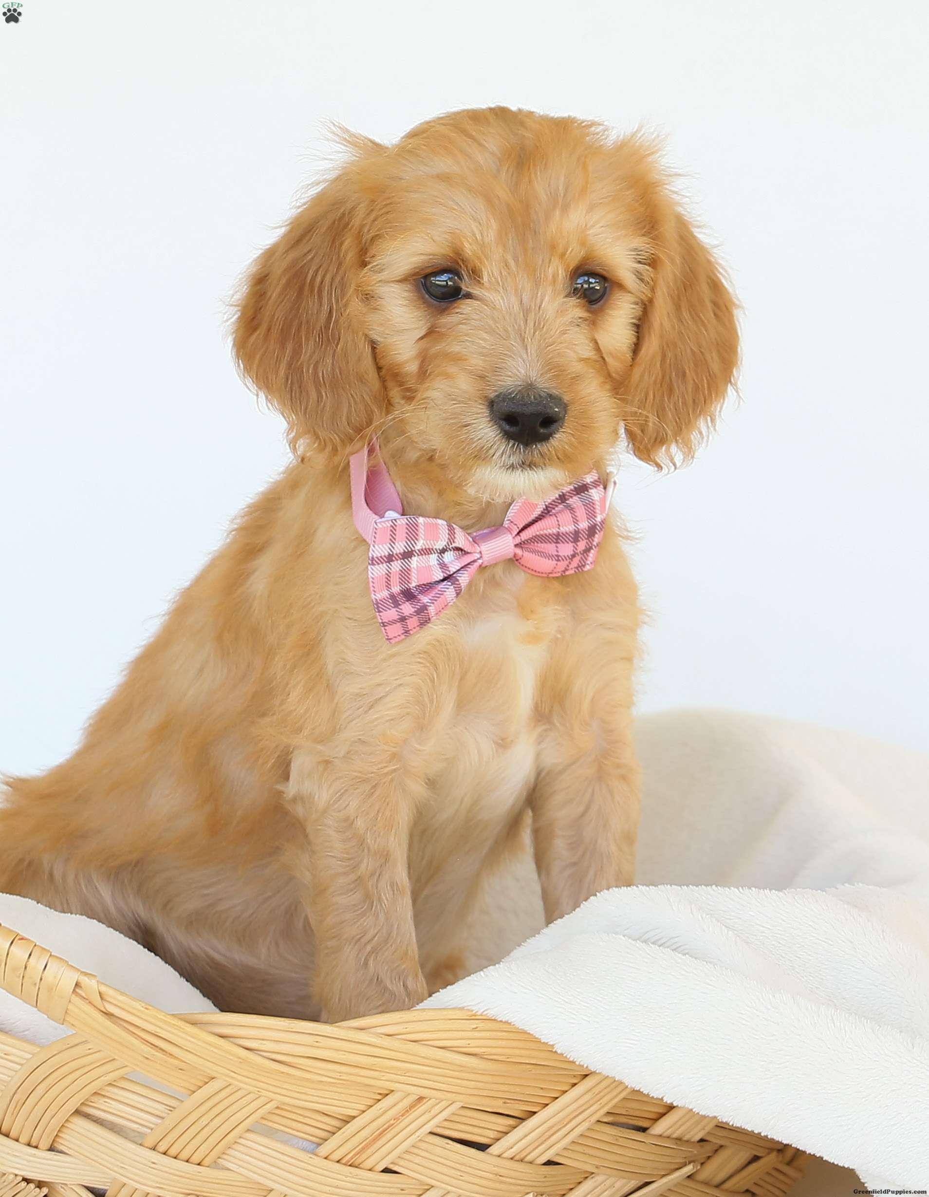 Primrose - Irish Doodle Puppy For Sale in Pennsylvania