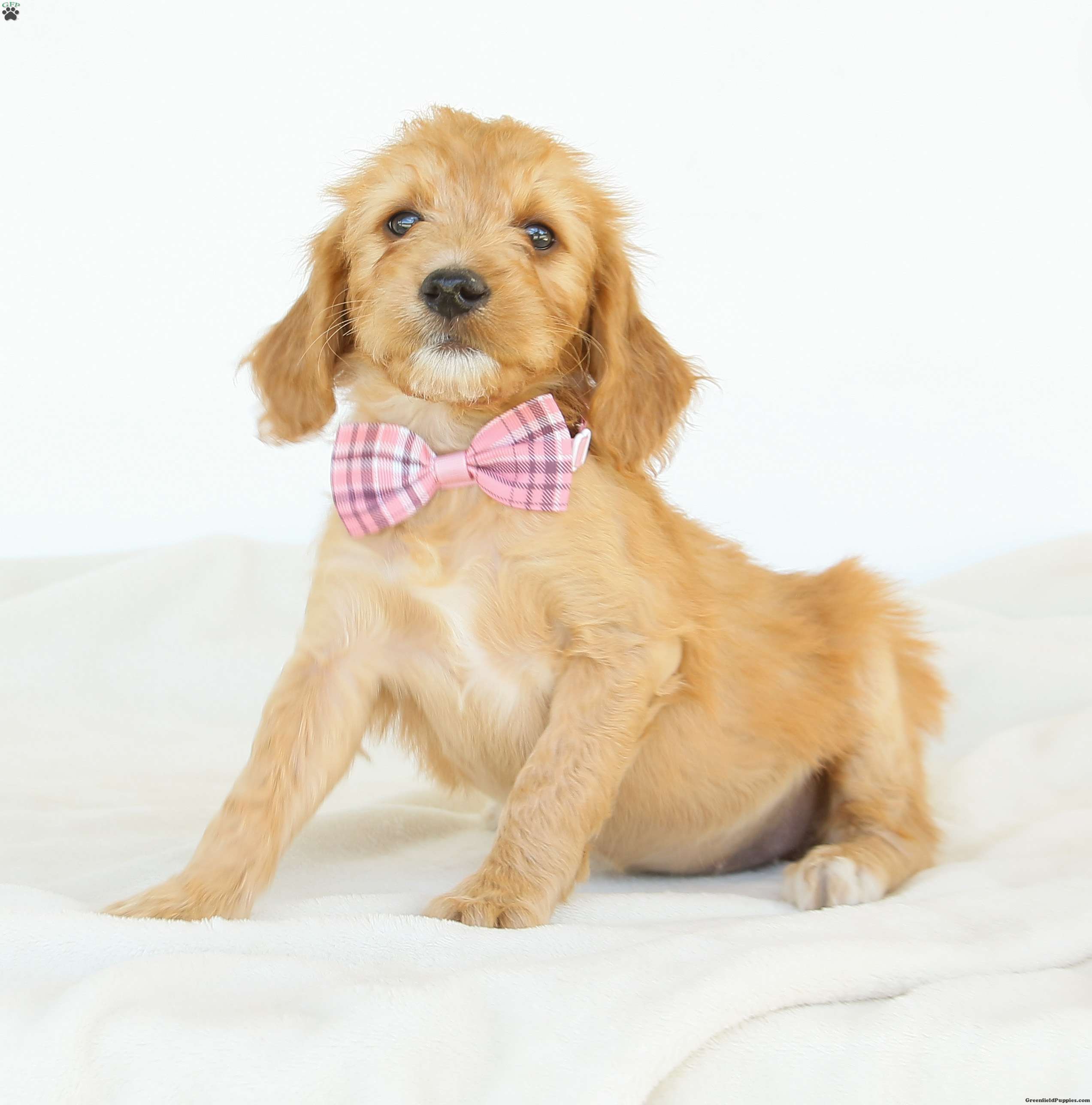 Primrose - Irish Doodle Puppy For Sale in Pennsylvania